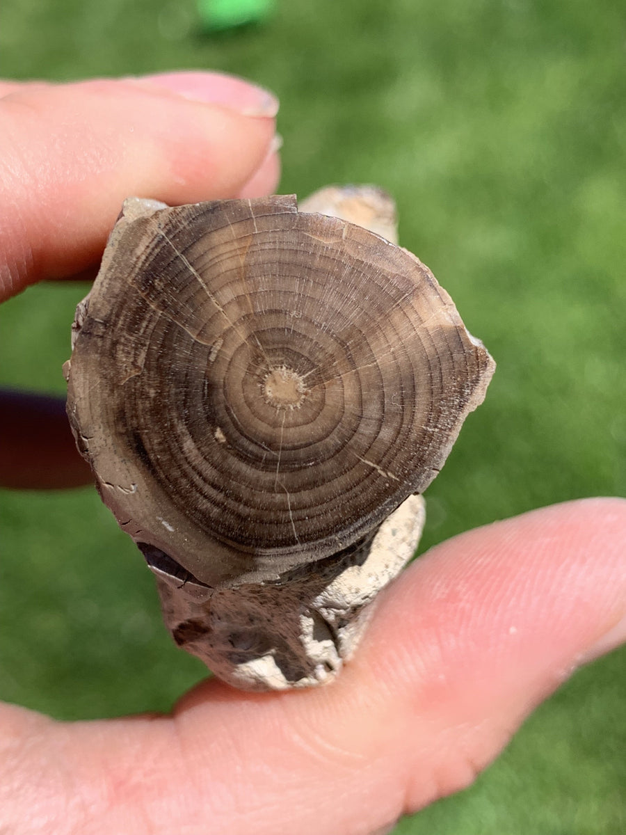 Limb_Cast_2.2_1200x1200.jpg?v=1596684877